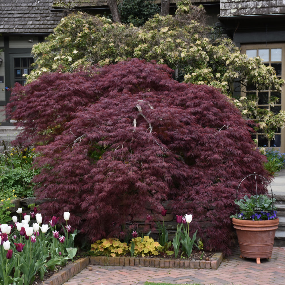 Trees – Bast Brothers Garden Center
