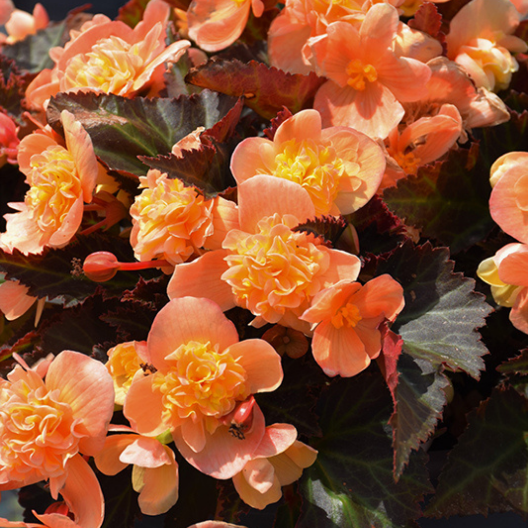 Shade Annuals – Bast Brothers Garden Center