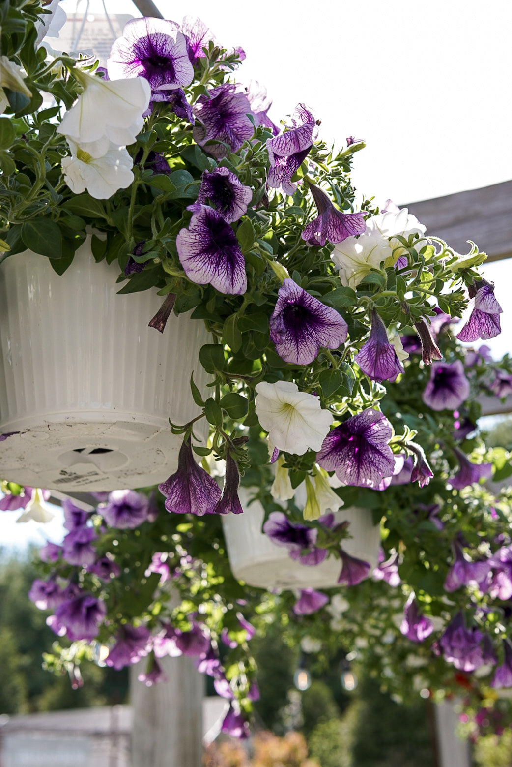Hanging Baskets & Combos – Bast Brothers Garden Center
