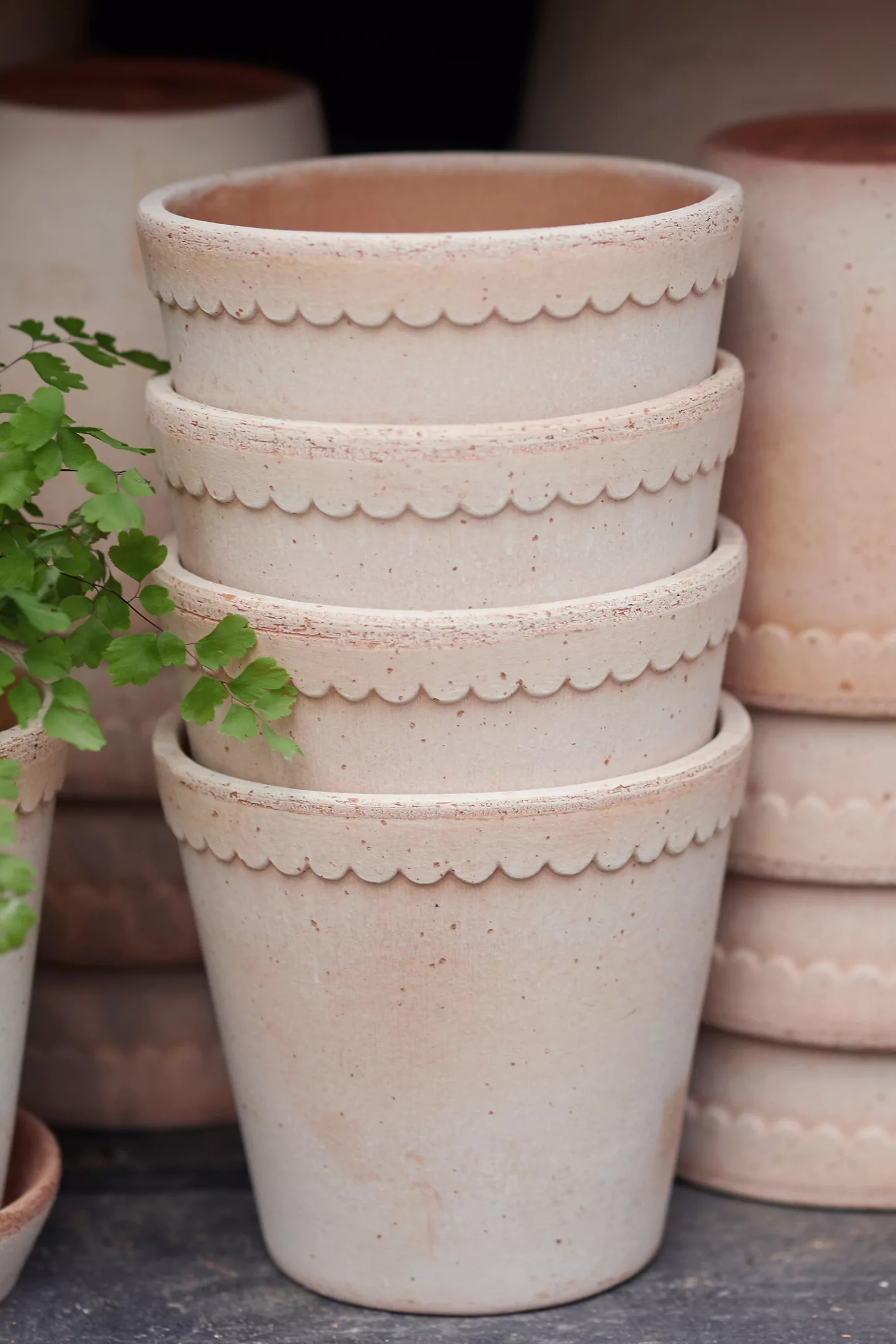Bergs Helena – Bast Brothers Garden Center