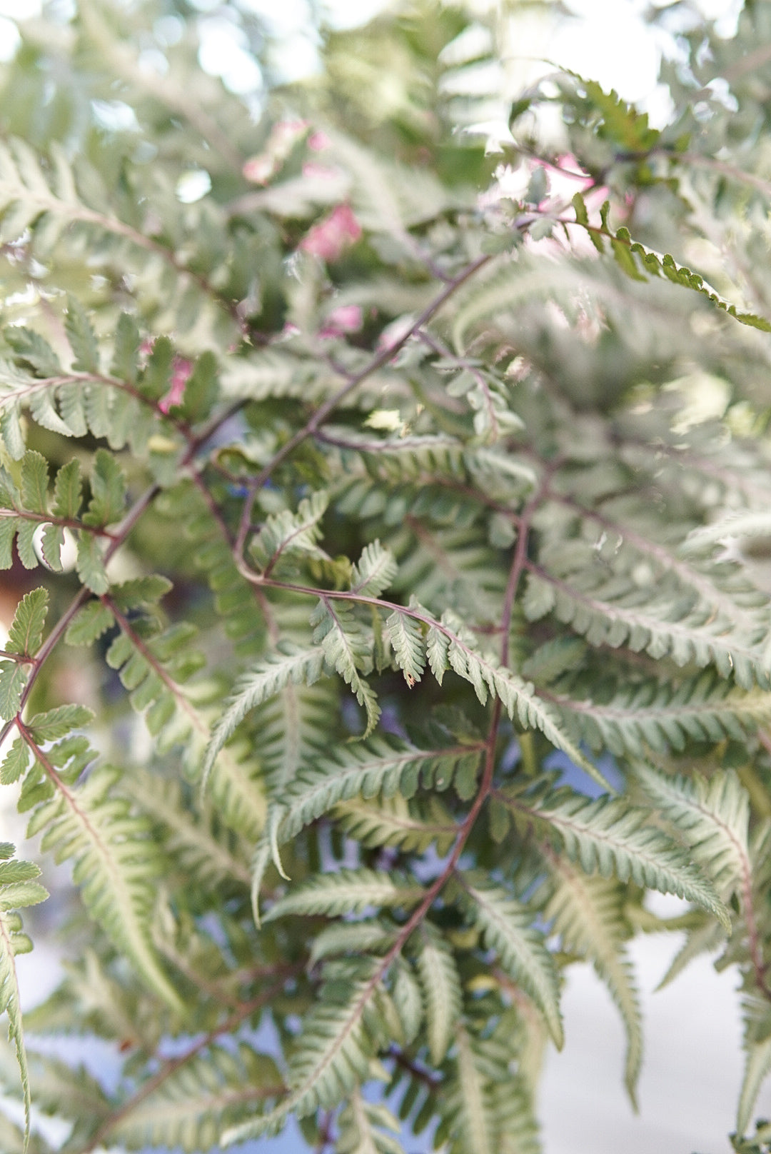 Shade Perennials – Bast Brothers Garden Center