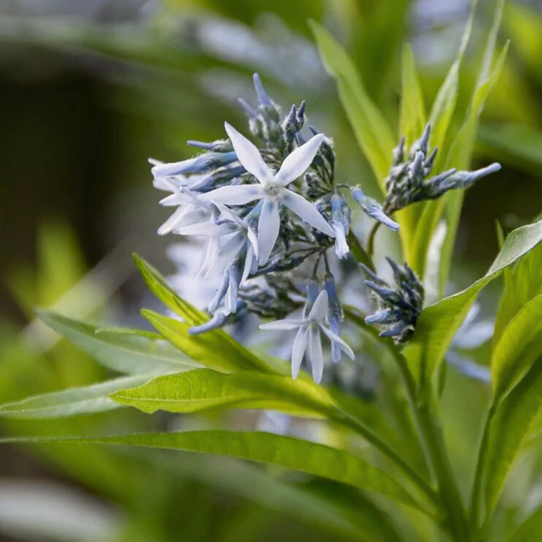 Native Plants – Bast Brothers Garden Center