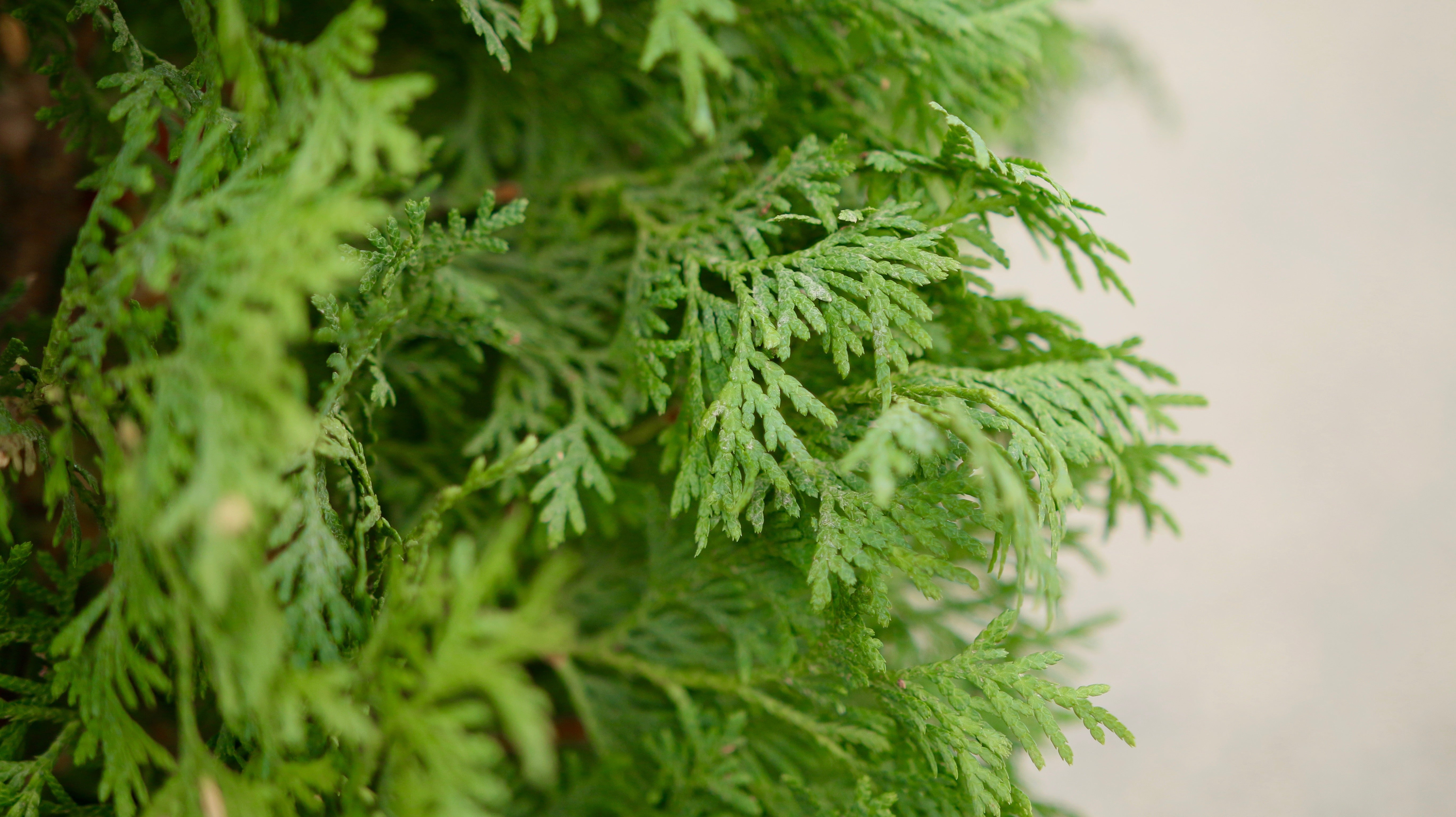 Foundation Shrubs – Bast Brothers Garden Center