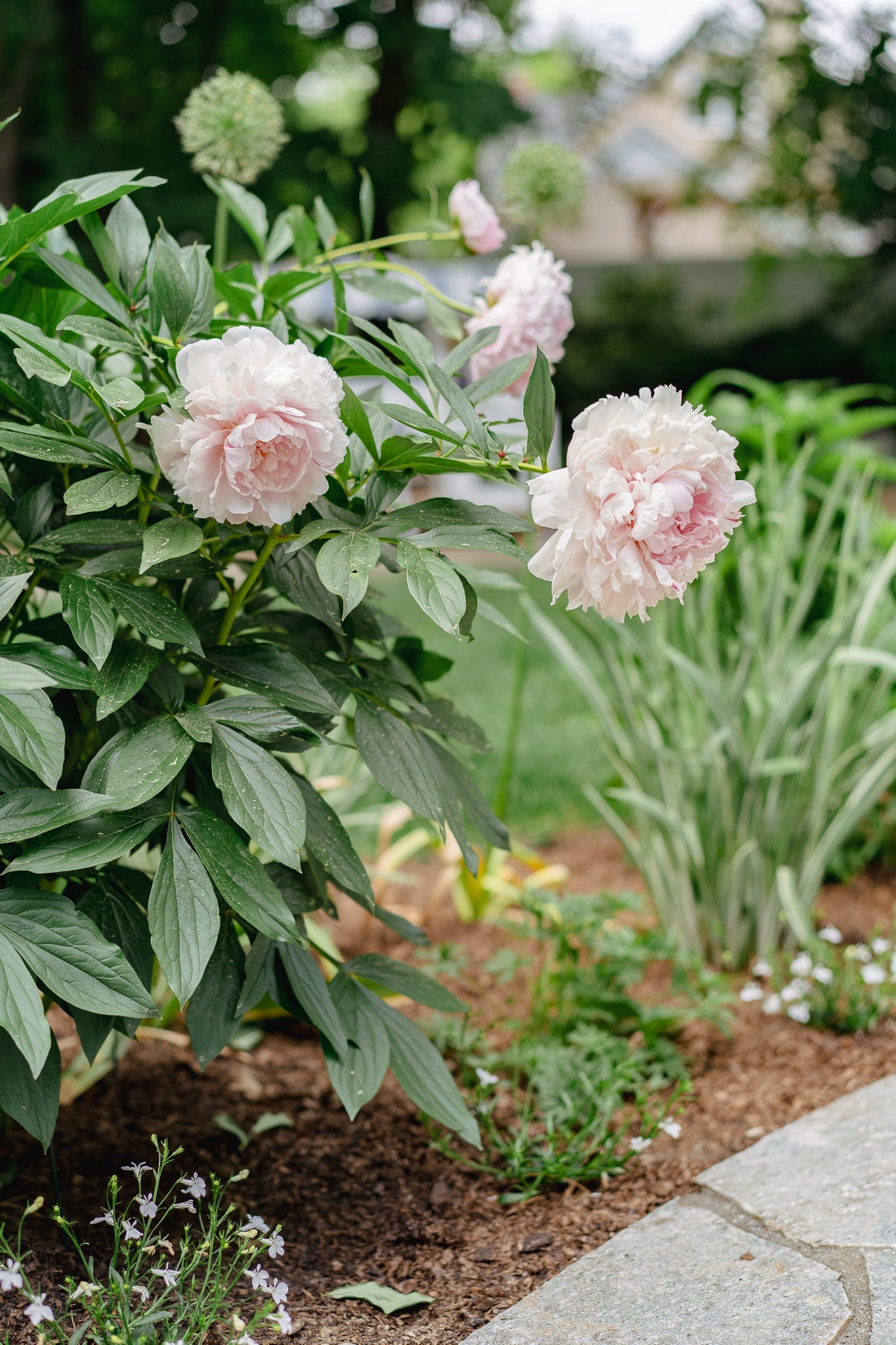 Cottage Garden Plan – Bast Brothers Garden Center