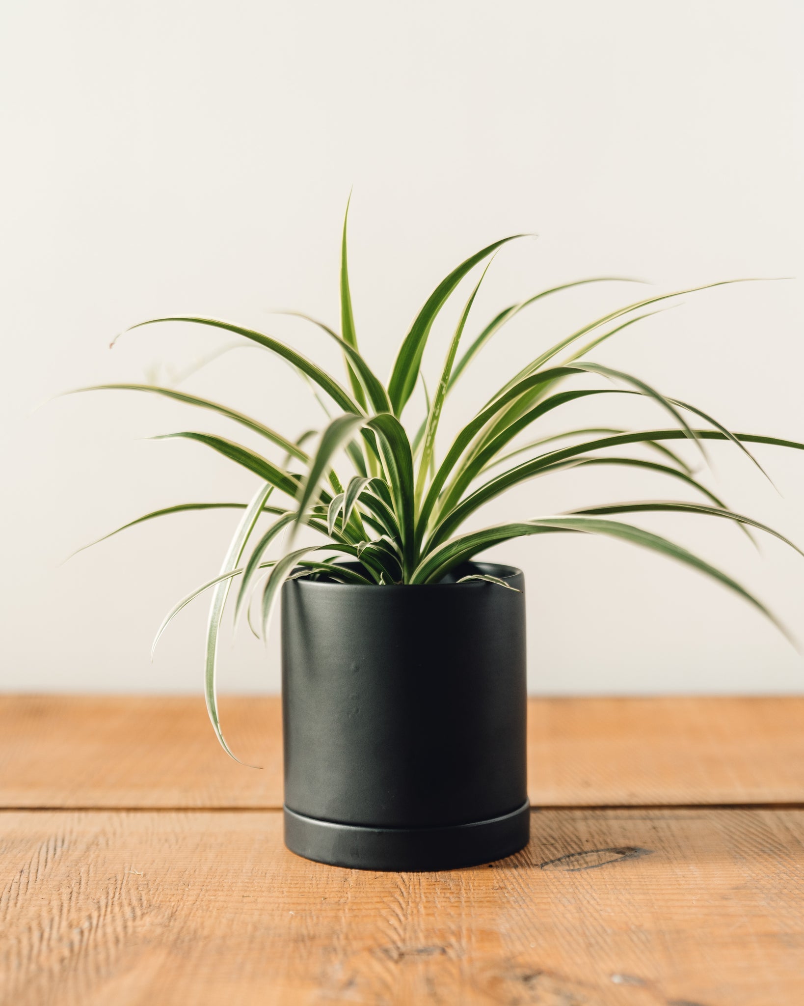 Romey Pot 4", Black – Bast Brothers Garden Center