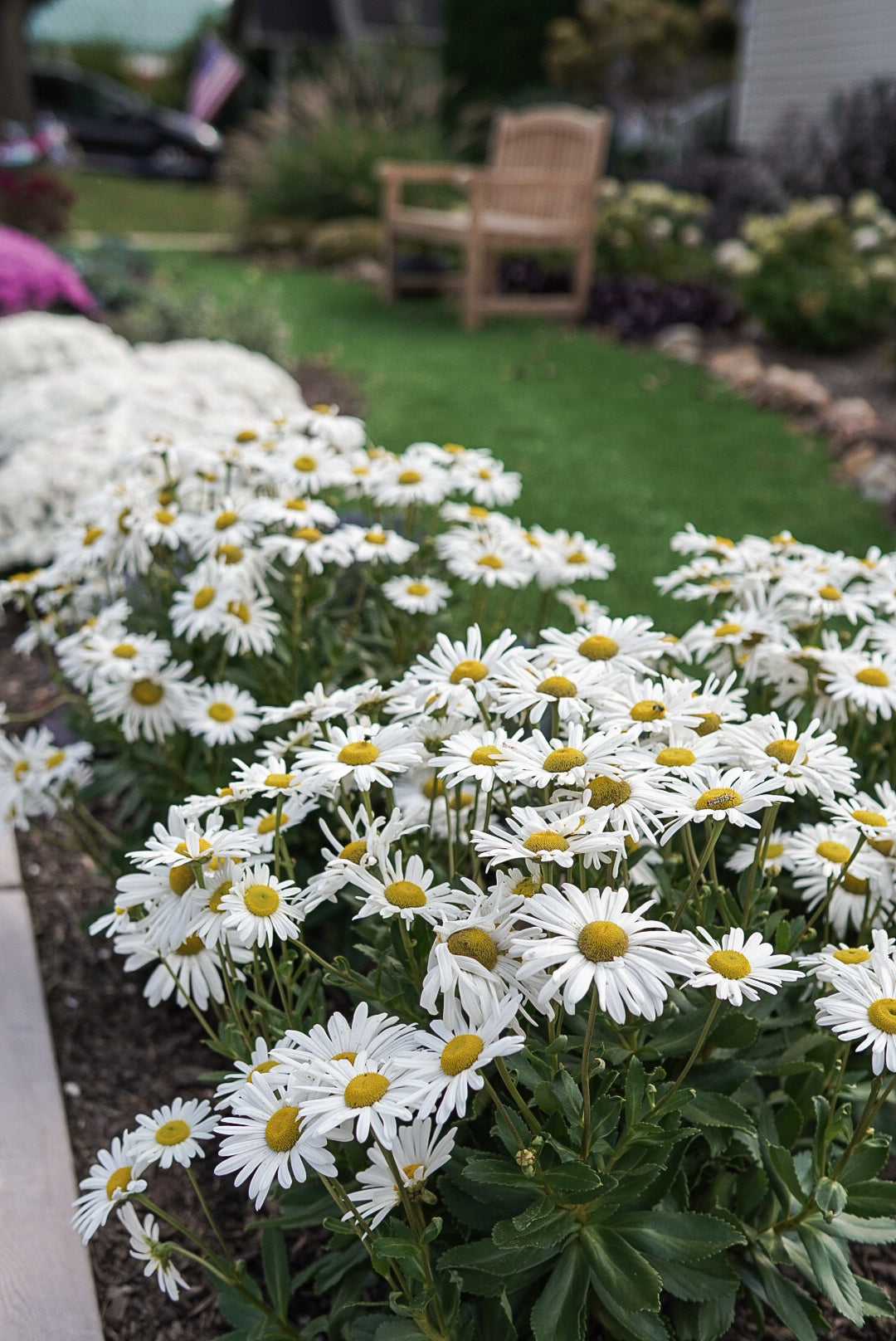 Montauk Daisy #9 – Bast Brothers Garden Center