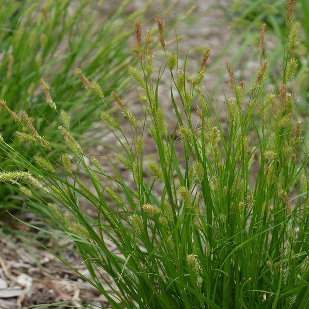 Grass - Carex cherokeensis (Cherokee Sedge) *TB* – Bast Brothers Garden ...