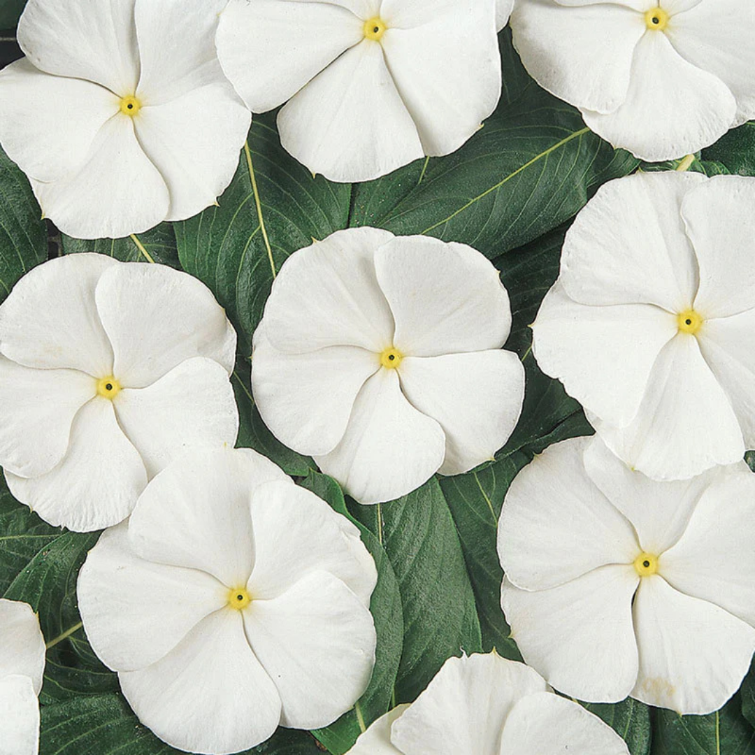 Pacifica White Xp Vinca Flat – Bast Brothers Garden Center