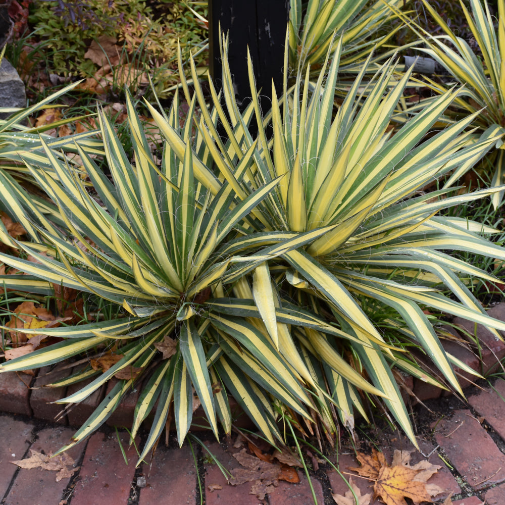 Yucca 'Color Guard' – Bast Brothers Garden Center