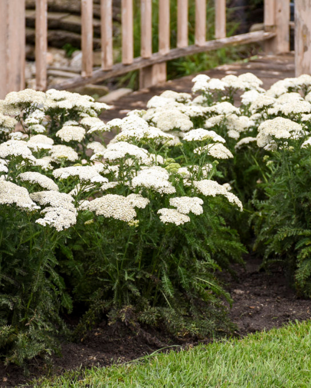 Achillea Firefly™ Diamond PW #2 – Bast Brothers Garden Center
