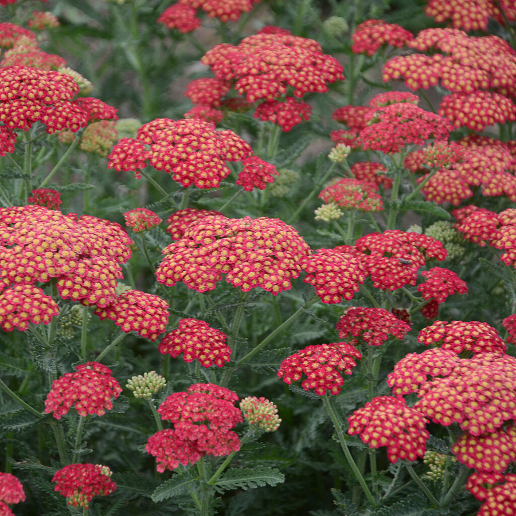 Achillea Firefly™ Red Pop PW #2 – Bast Brothers Garden Center