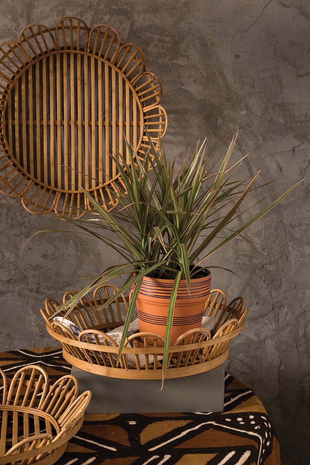 Bloemen Tray, Medium – Bast Brothers Garden Center