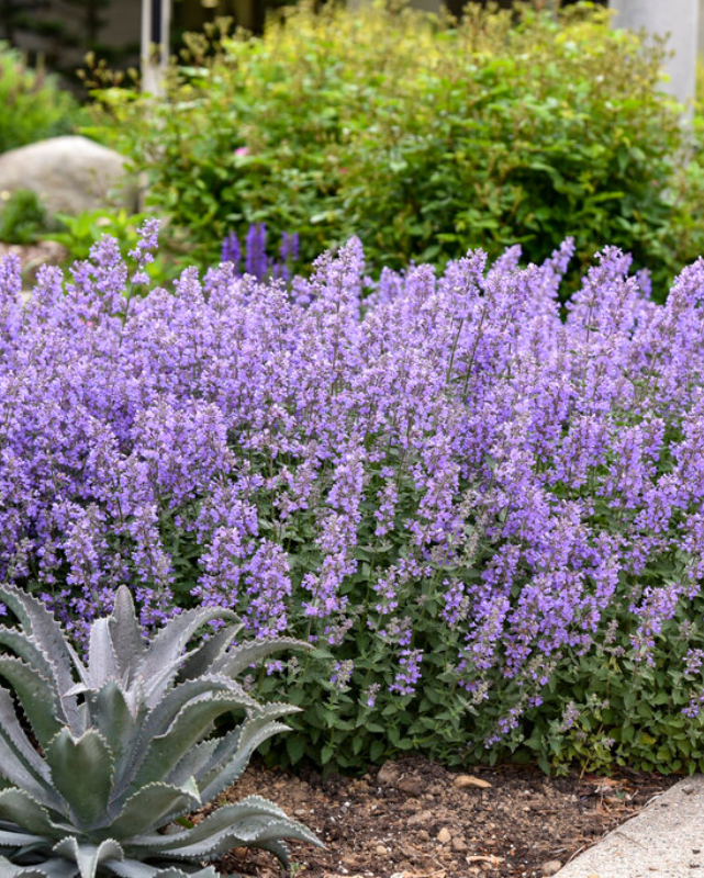 Nepeta 'Cat's Meow' #2C – Bast Brothers Garden Center