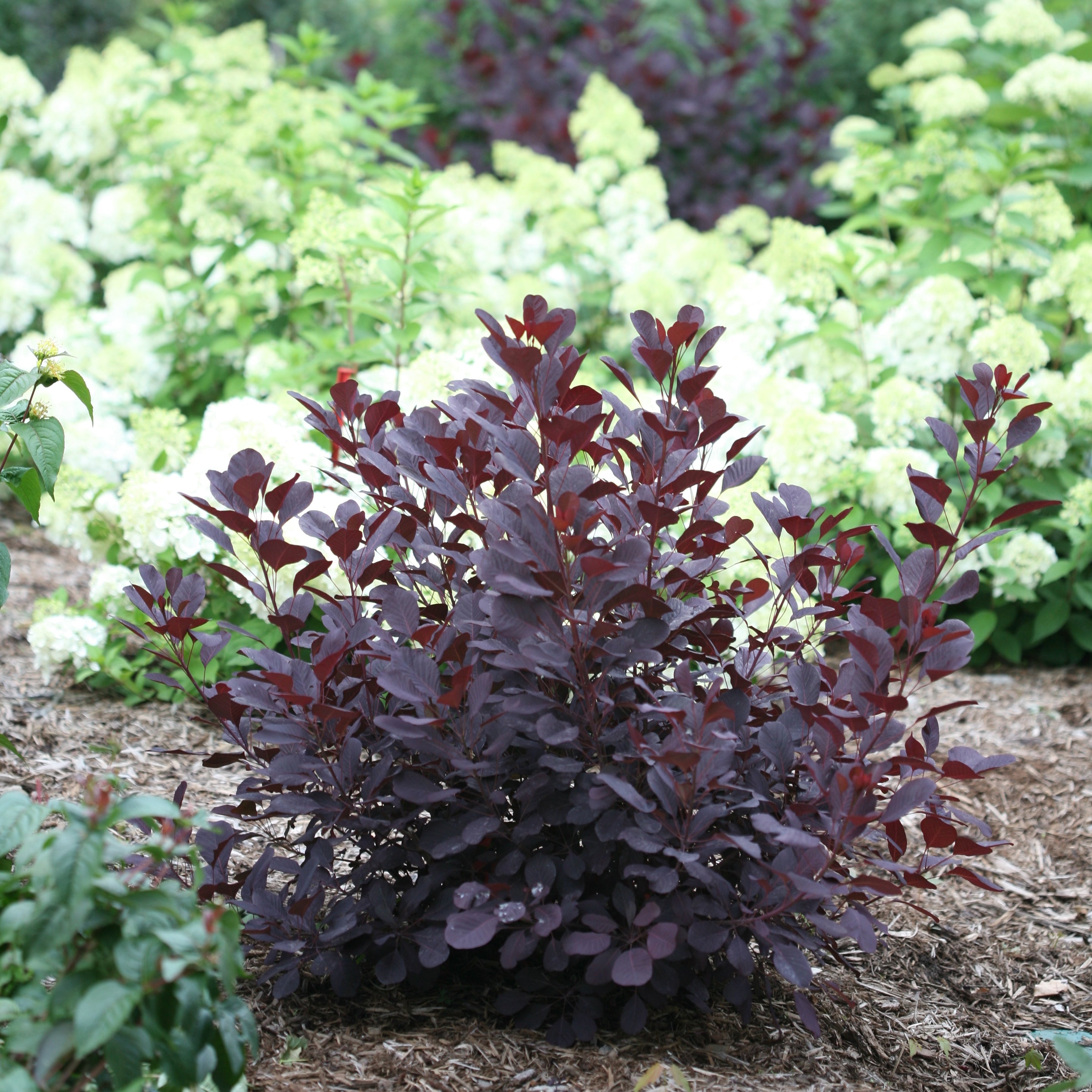 Cotinus cog. Winecraft Black® #3C – Bast Brothers Garden Center