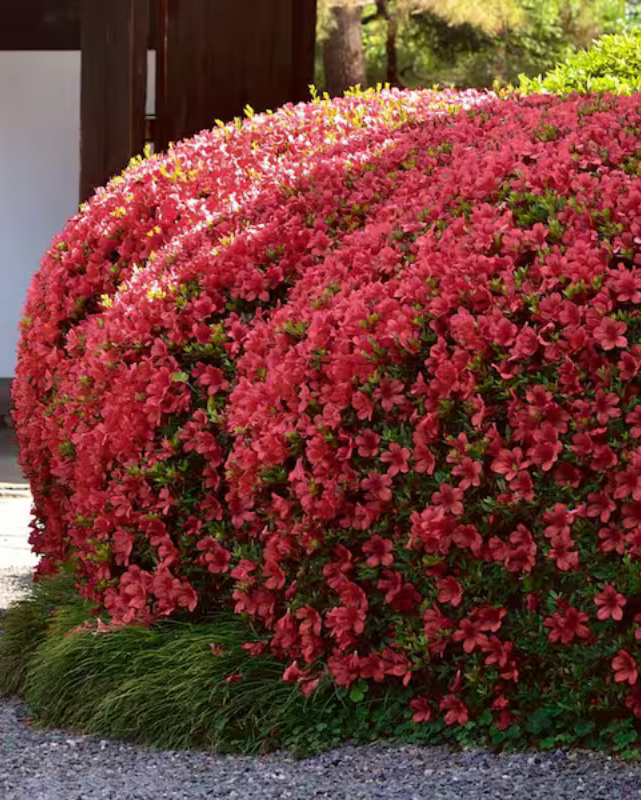 Azalea Ev. Hino Crimson #3 – Bast Brothers Garden Center