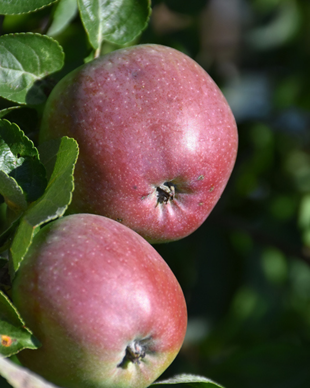 Apple Semi-Dwarf Spartan #5 – Bast Brothers Garden Center