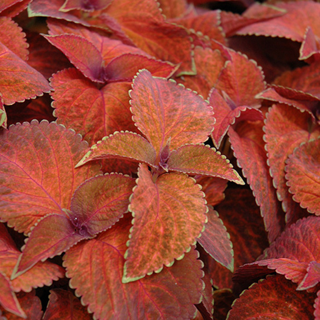Wizard Sunset Coleus Flat – Bast Brothers Garden Center