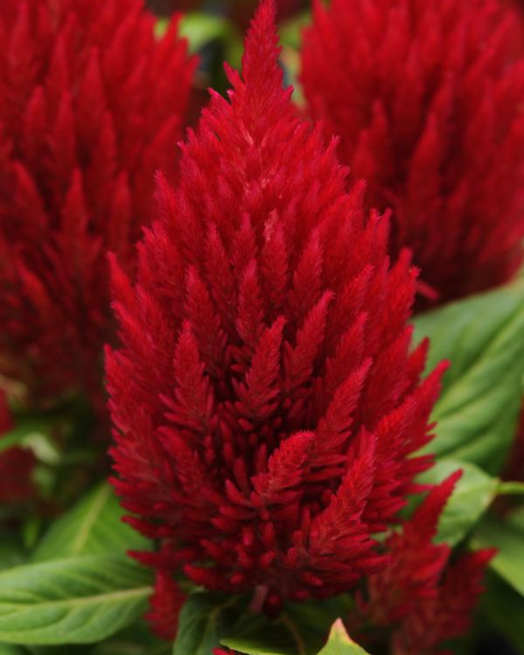 First Flame Red Celosia Flat – Bast Brothers Garden Center