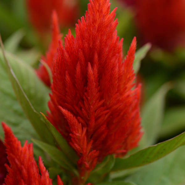First Flame Scarlet Celosia Flat – Bast Brothers Garden Center
