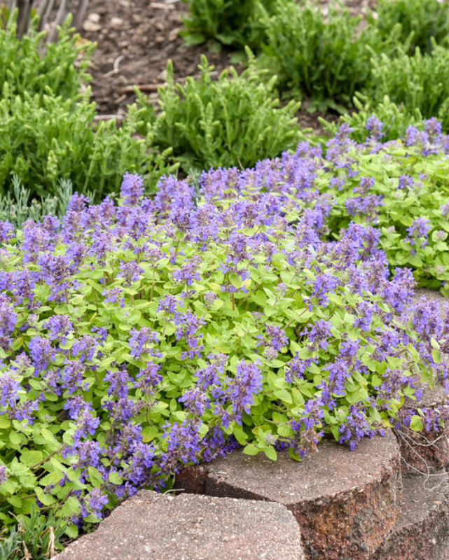 Nepeta 'Lemon Purrfection' (PW) – Bast Brothers Garden Center