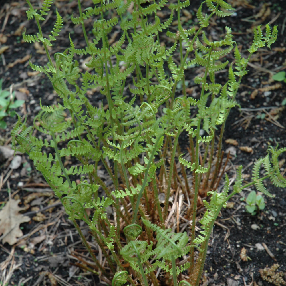 Fern Dryopteris marginalis (Eastern Wood Fern) *TB* – Bast Brothers ...