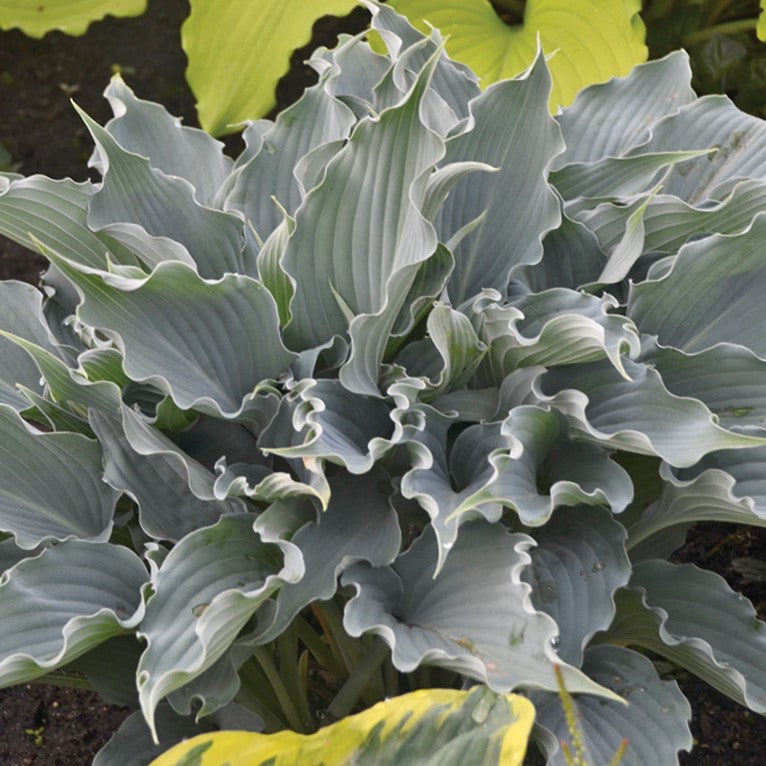 HOSTA SHADOWLAND 'WATERSLIDE' 19CM PW – Bast Brothers Garden Center