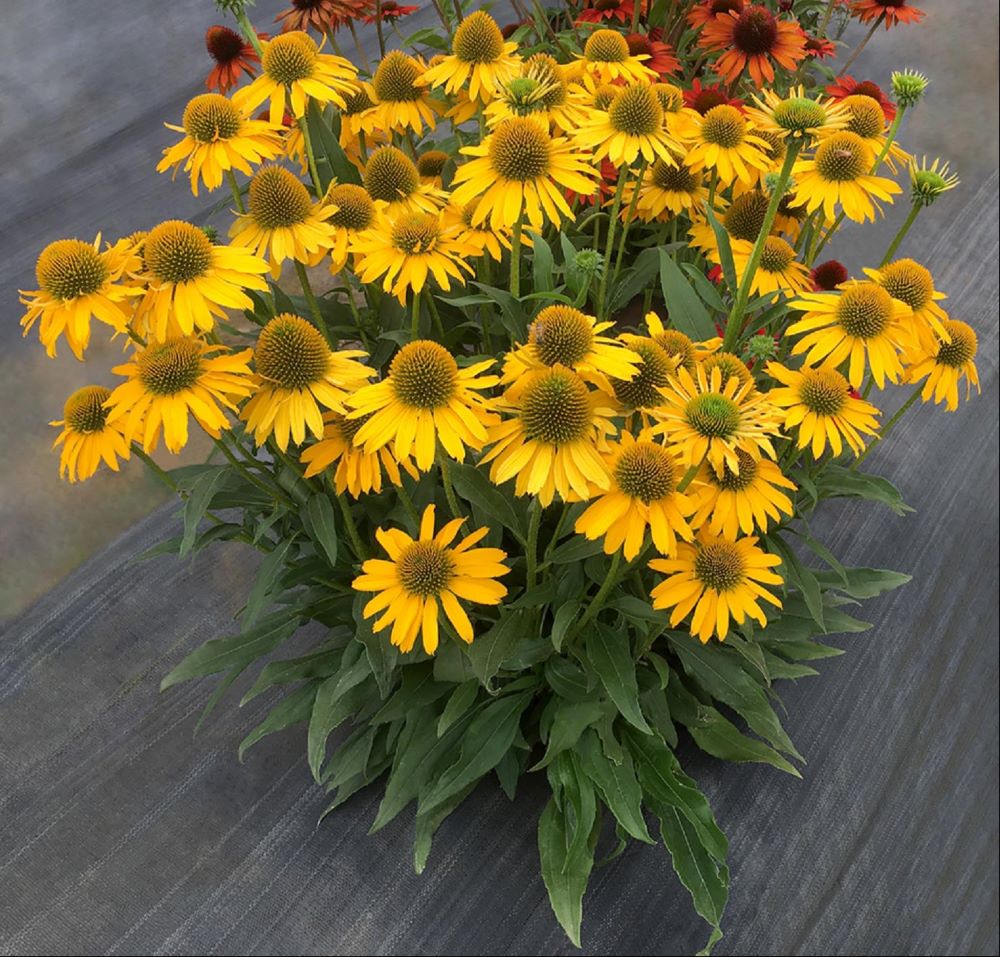 ECHINACEA 'KISMET YELLOW' 17CM PTW – Bast Brothers Garden Center