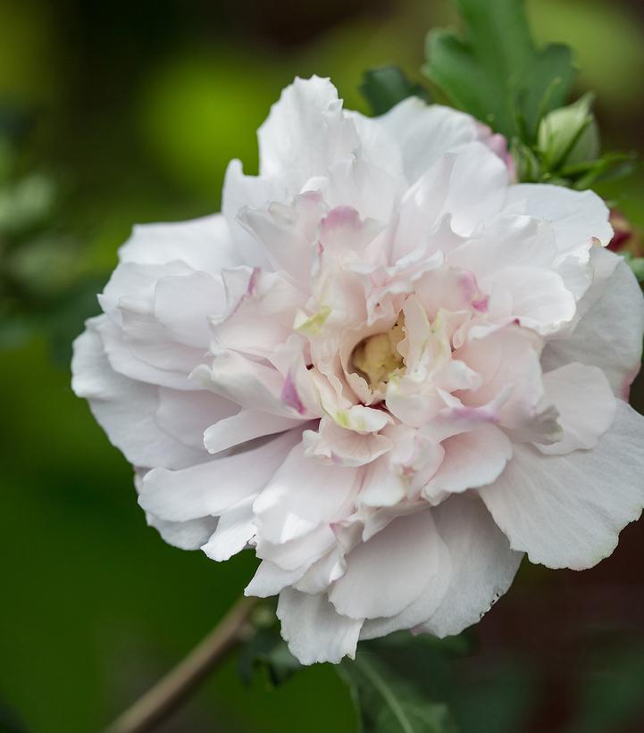 Rose of Sharon Tree 'FRENCH CABARET™' - 3 Gallon – Bast Brothers Garden ...